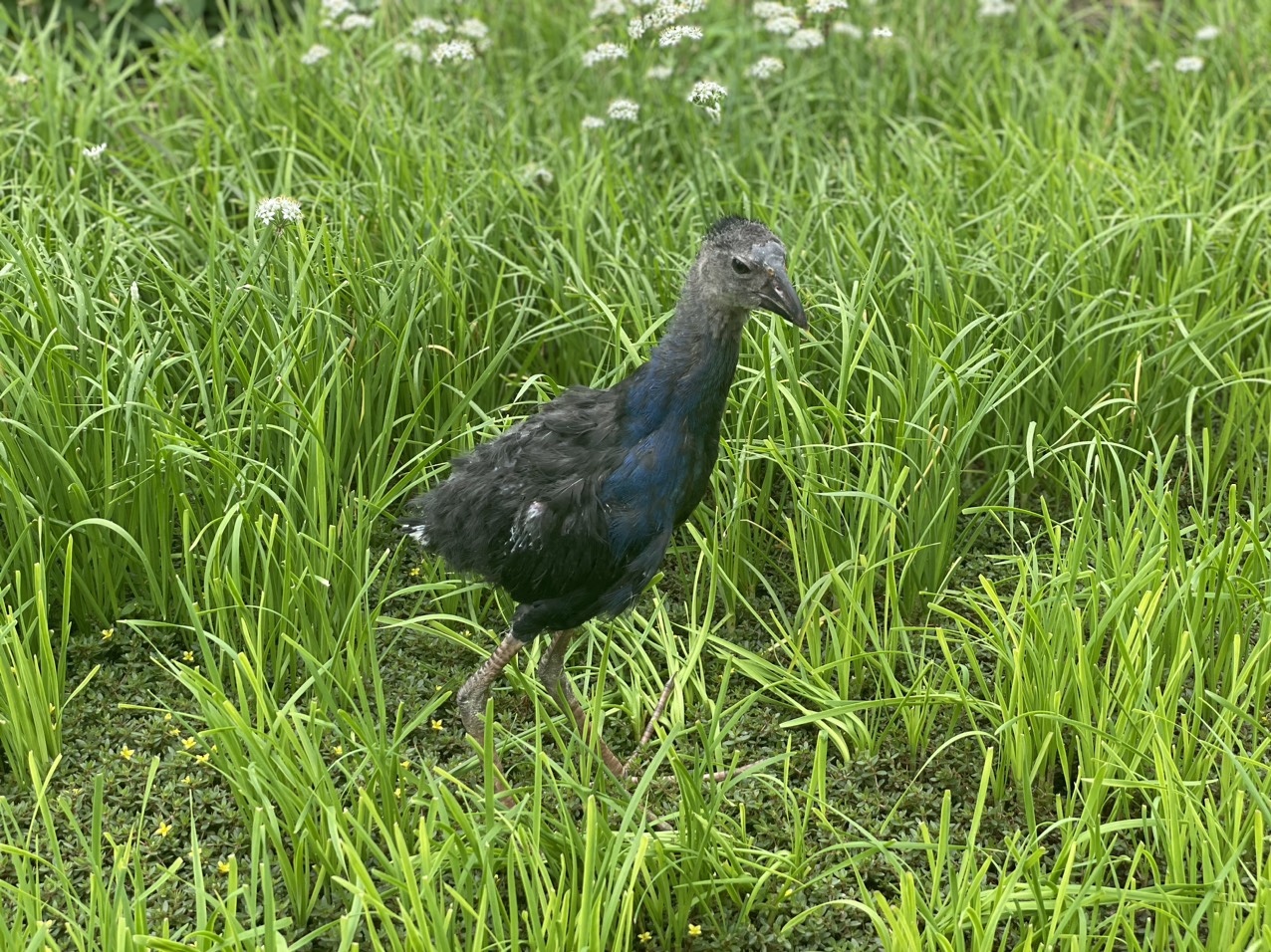 Chim Trích cồ choai - 4 tháng