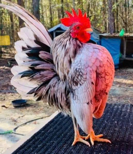 Giống gà kiểng Serama - nhỏ nhất thế giới